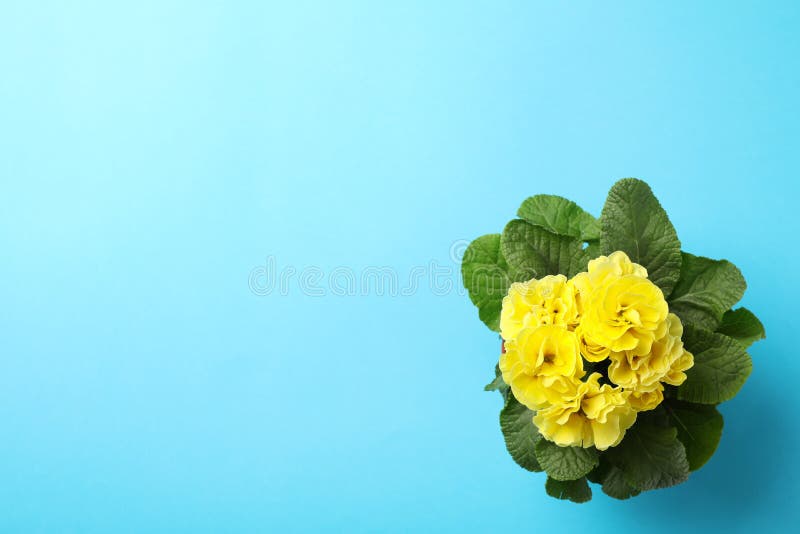 Yellow Primrose in Pot on Blue Background Stock Photo - Image of ...