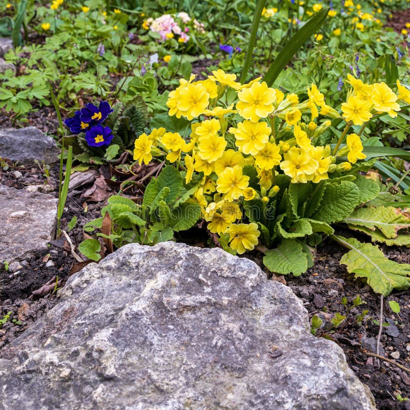 Yellow Primrose on the Spring Lawn in the Park. Stock Photo - Image of ...
