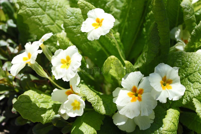 Yellow Primrose stock photo. Image of horticulture, bloom - 91881750