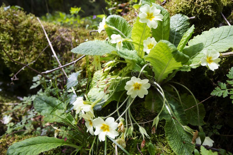 Yellow primrose stock photo. Image of flowers, primroses - 152497672