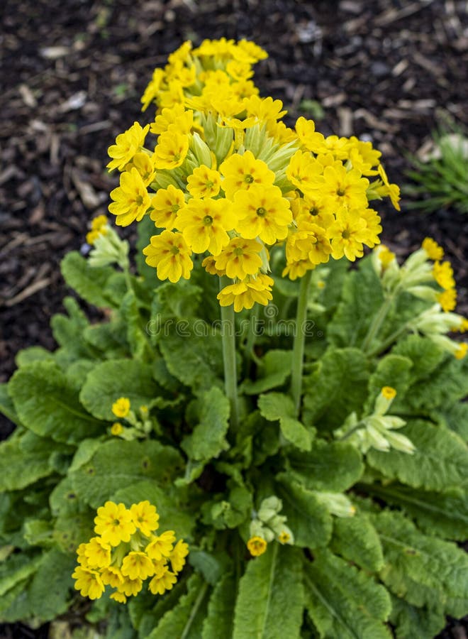 Yellow Primrose. stock photo. Image of flower, growing - 182144118