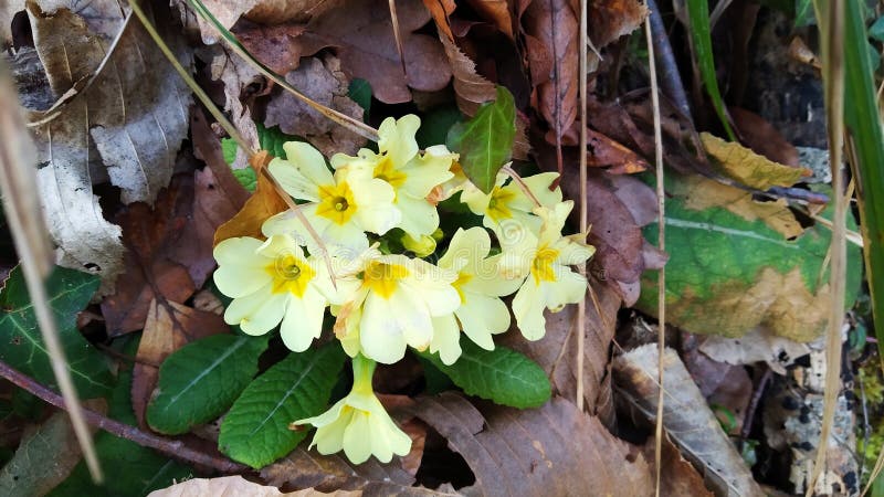 Yellow Primroses Blooms in the Forest Stock Image - Image of forest ...