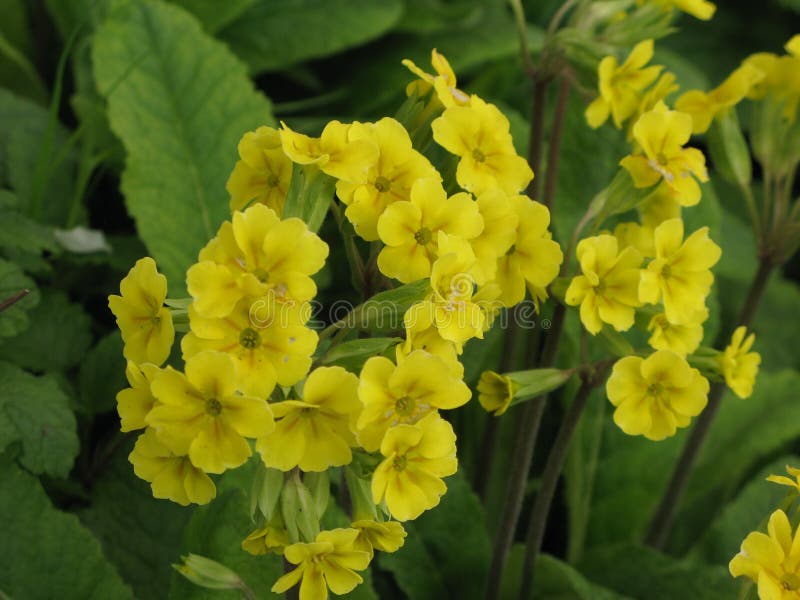 Yellow primroses stock image. Image of garden, spring - 76298611