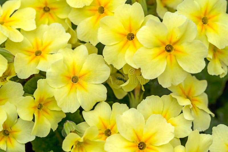 Yellow Primroses stock photo. Image of color, petal, plant - 55305276