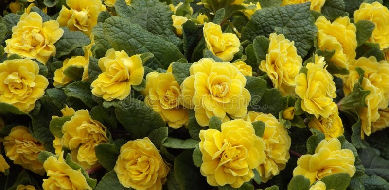 Yellow Primula Spring Flowers Stock Photo - Image of blooming, april ...