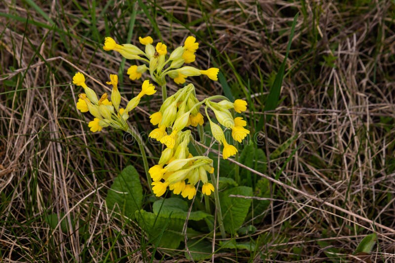 Yellow Primula Veris Cowslip, Common Cowslip, Cowslip Primrose on Soft ...