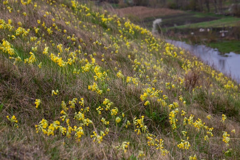 Yellow Primula Veris Cowslip, Common Cowslip, Cowslip Primrose on Soft ...