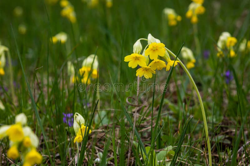 Yellow Primula Veris Cowslip, Common Cowslip, Cowslip Primrose on Soft ...
