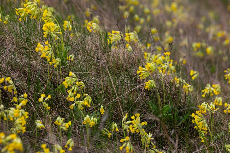 Yellow Primula Veris Cowslip, Common Cowslip, Cowslip Primrose on Soft ...