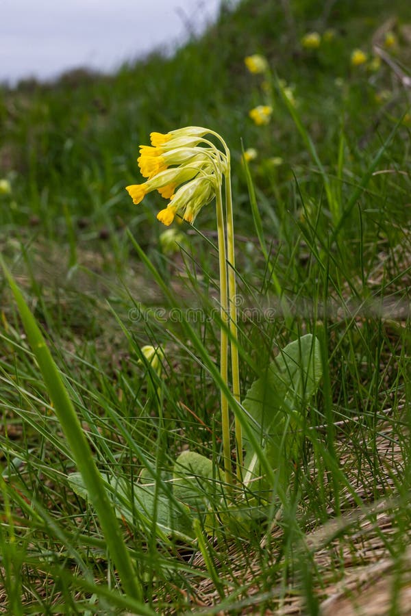 Yellow Primula Veris Cowslip, Common Cowslip, Cowslip Primrose on Soft ...