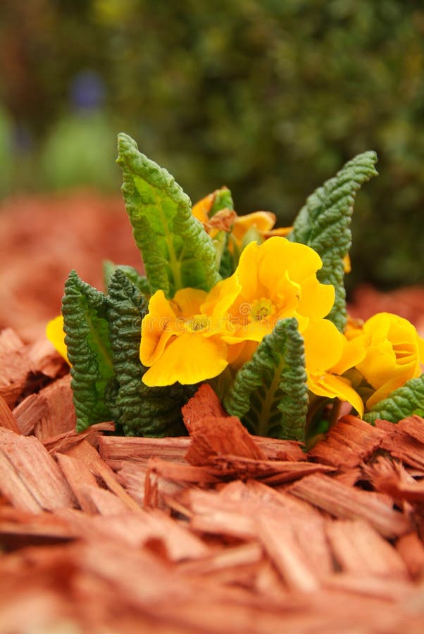 Yellow Primulas (Primula Hortensis) Stock Image - Image of botanic ...