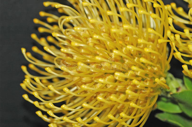 Yellow Protea Picture. Image: 116568