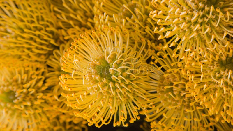 Flowering Yellow Protea Plant Stock Image - Image of exotic, natural ...