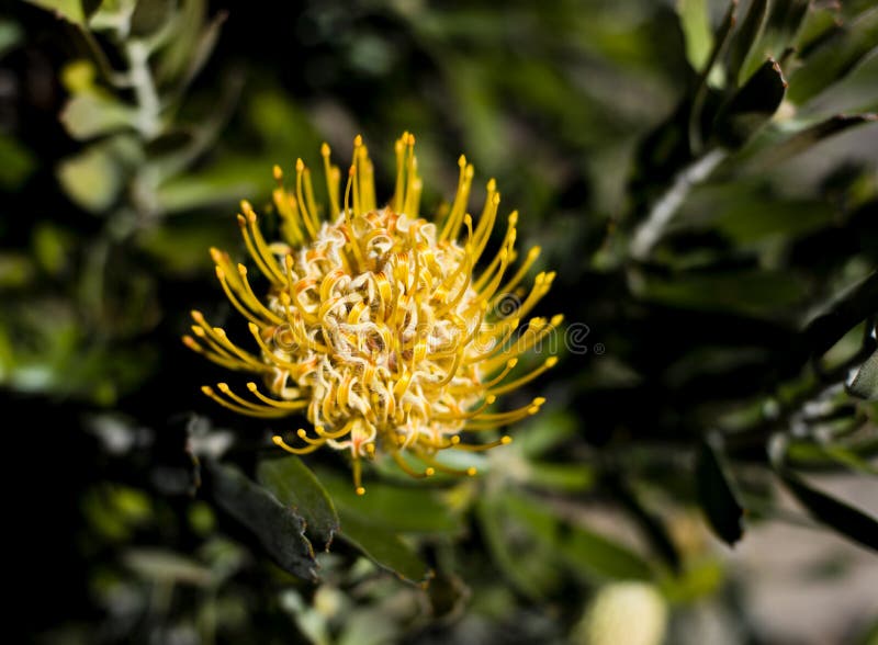 Yellow Protea Bloom on a Bush Stock Photo - Image of outdoor, bush ...