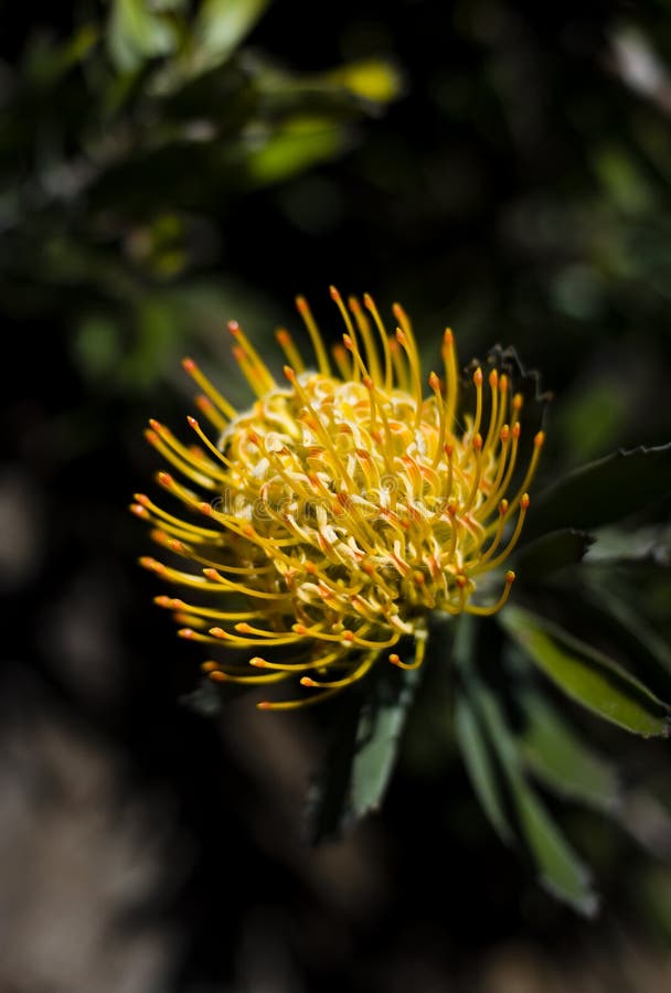Yellow Protea Bloom on a Tree Stock Photo - Image of bloom, floral ...