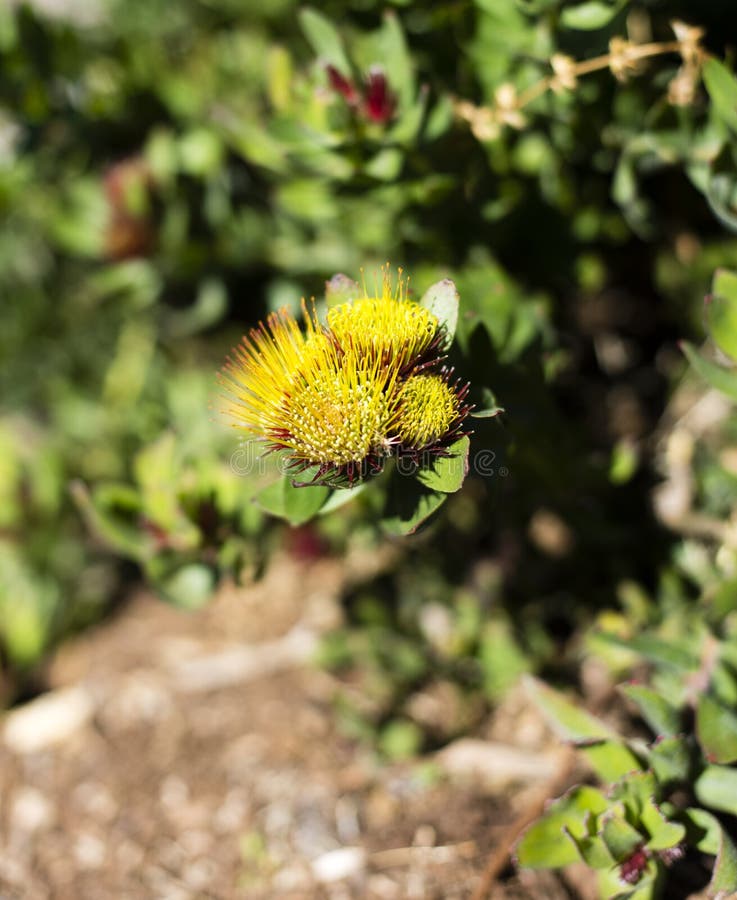 Yellow Protea Blooms on a Bush Stock Photo - Image of park, outdoor ...