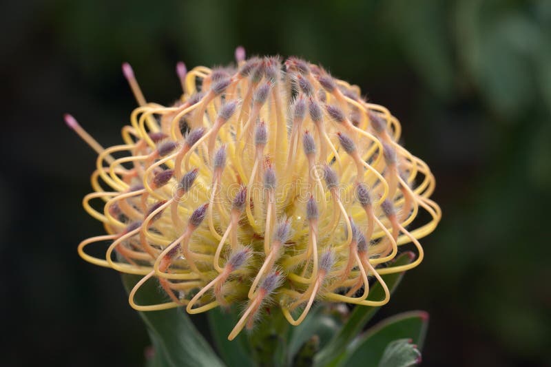 Yellow protea flower stock photo. Image of bloom, floral - 21064156