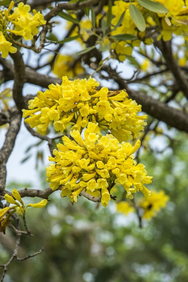Yellow Pu Tree in Park, Bangkok Thailand Stock Photo - Image of color ...