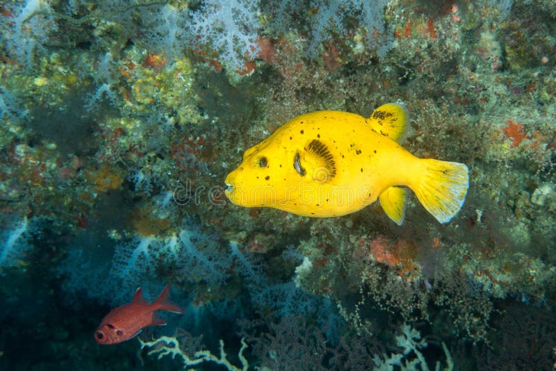 Yellow Puffer Fish Diving Indonesia Stock Photo - Image of pufferfish ...