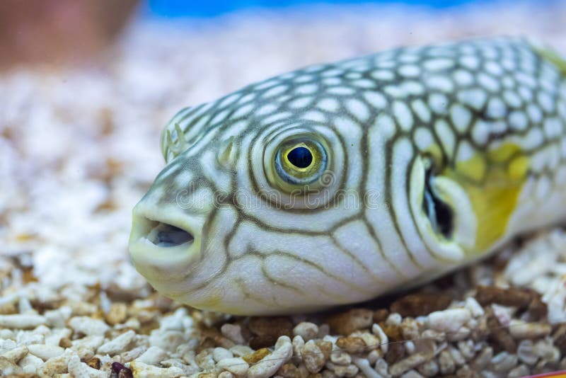Dwarf Pufferfish, Malabar Pufferfish Close Up Photo. Pygmy Pufferfish ...
