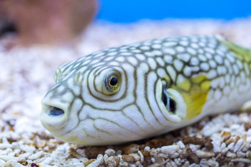 Dwarf Pufferfish, Malabar Pufferfish Close Up Photo. Pygmy Pufferfish ...