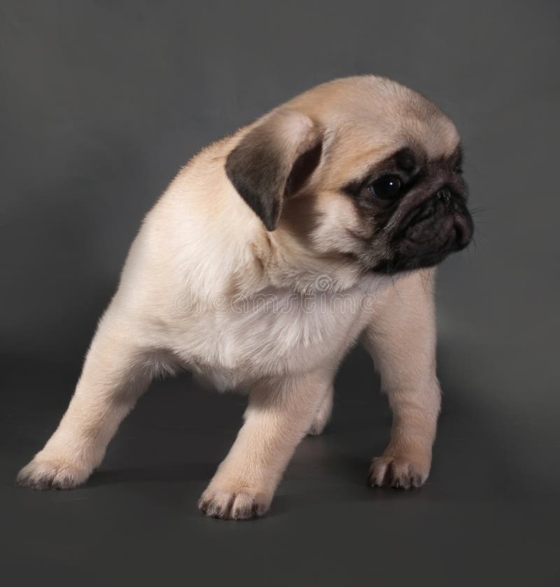 Yellow Pug Puppy Standing on Black Stock Photo - Image of animals, tail ...
