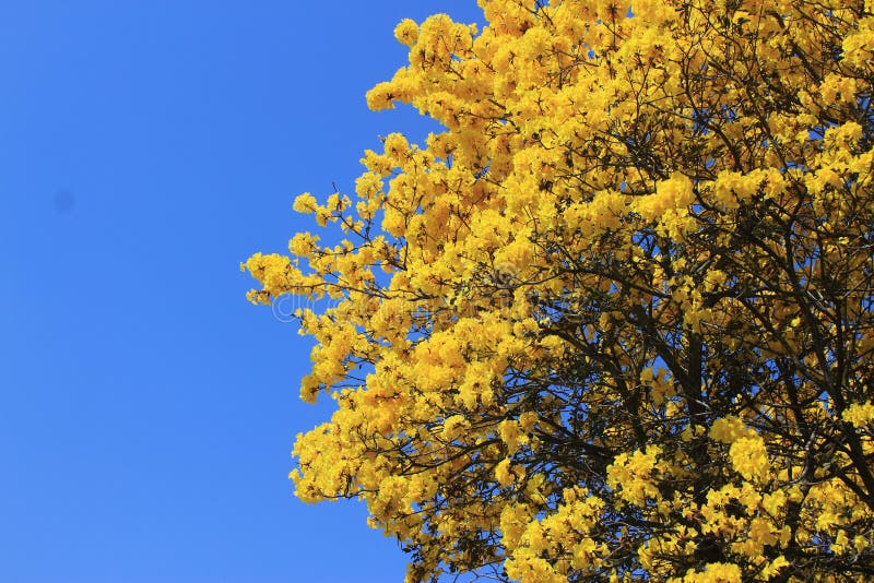 Yellow pui stock photo. Image of yellow, landscape, flower - 49450216