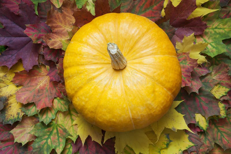 Yellow Pumpkin on the Autumn Leaves. Stock Photo - Image of organic ...
