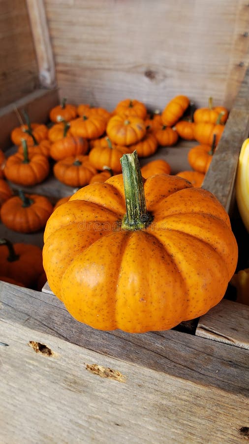 Yellow pumpkin close up stock image. Image of green - 198180191