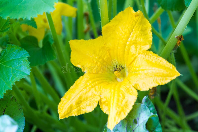 Yellow pumpkin flower stock photo. Image of nature, health - 95775438