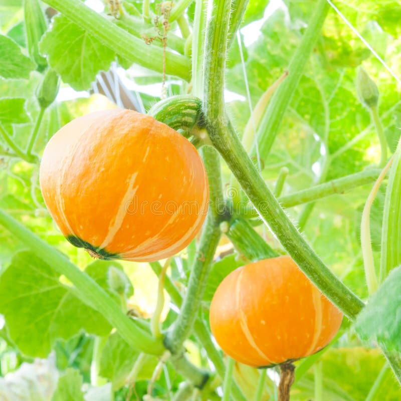 Yellow pumpkin stock photo. Image of halloween, plant - 35760500
