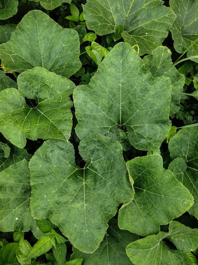 A Yellow Pumpkin Leaf with Health Benefits Stock Image - Image of ...
