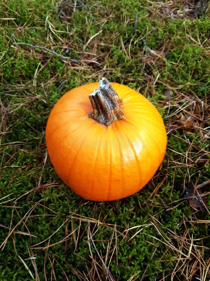 Yellow pumpkin on the moss stock photo. Image of orange - 219366794