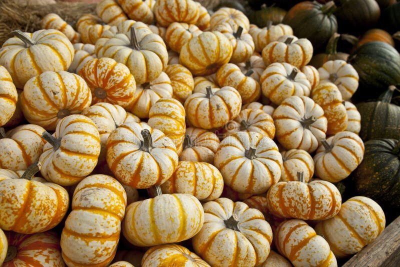 Yellow pumpkin pile stock photo. Image of food, halloween - 21573986
