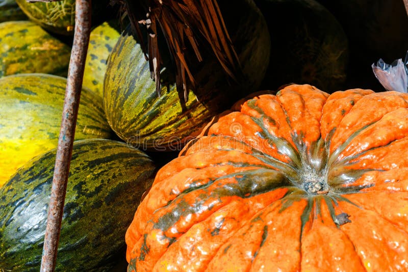 Yellow Pumpkin, Thanksgiving and Fall Background Stock Photo - Image of ...