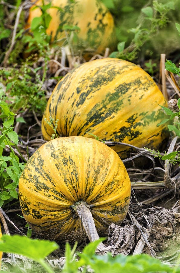 Yellow Pumpkin stock photo. Image of grow, natural, leaf - 34123372