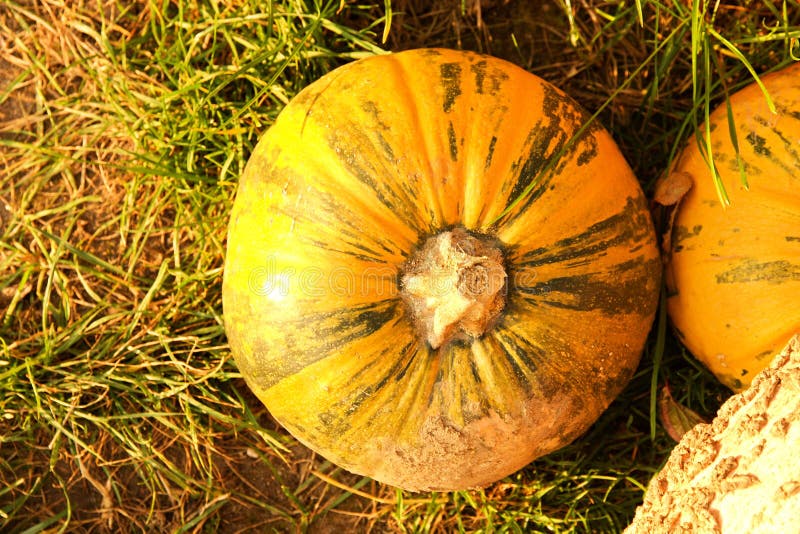 Yellow pumpkin stock photo. Image of november, colorful - 45528618