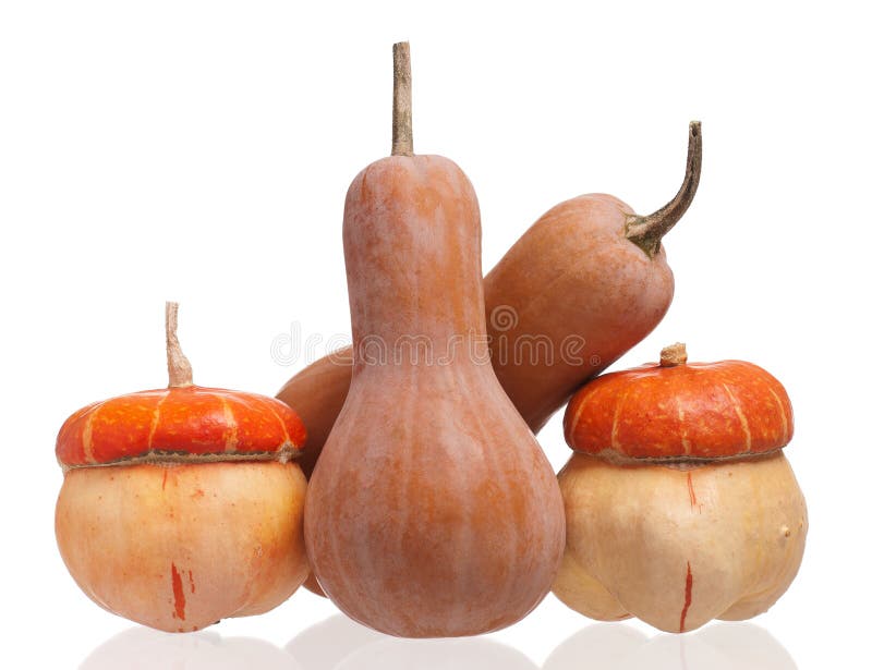 Long pumpkins stock image. Image of herbs, kitchen, isolated - 30957571