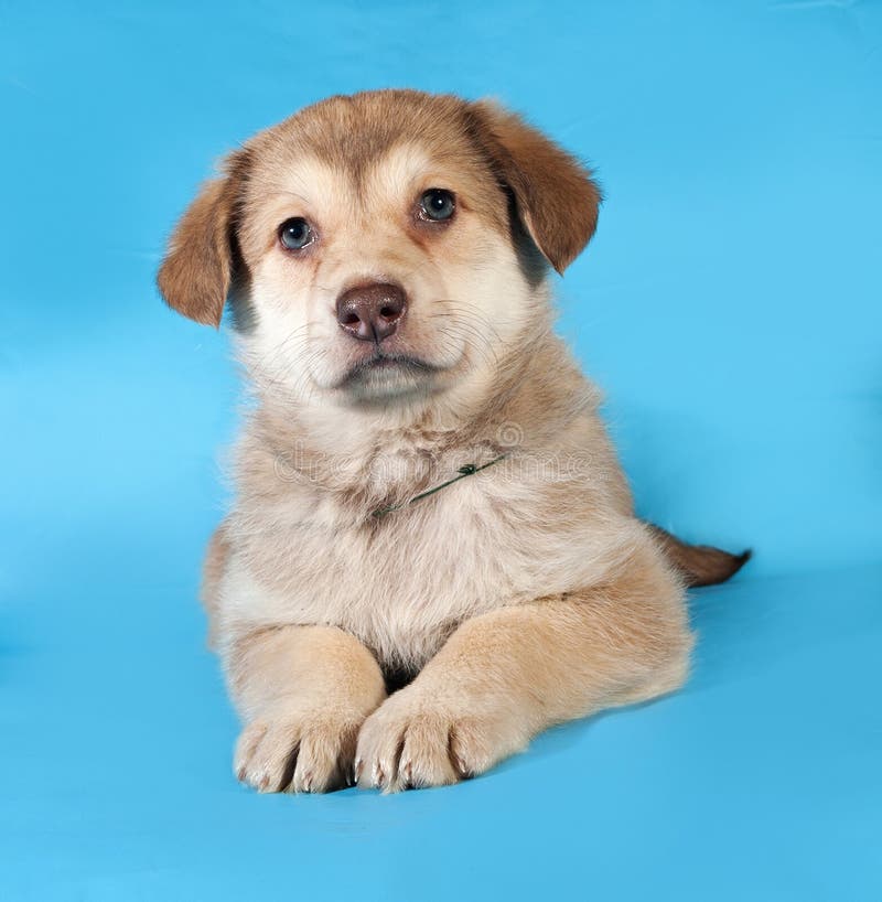 Yellow puppy lying on blue stock photo. Image of blue - 48446198