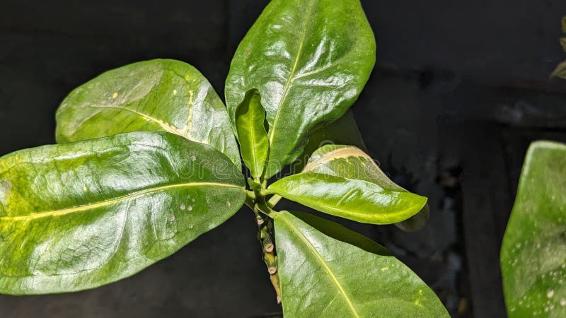 215 Yellow Puring Stock Photos - Free & Royalty-Free Stock Photos from ...