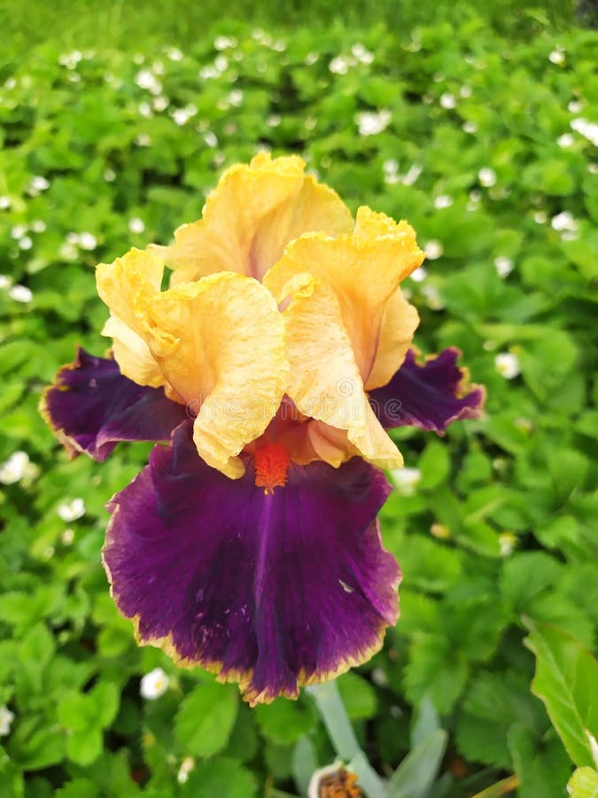 Yellow and Purple Bearded Iris Growing in the Garden, Garden Decoration. Stock Image - Image of ...