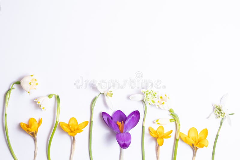 Flat Lay from Spring Flowers on a Light Blue Background. View from ...