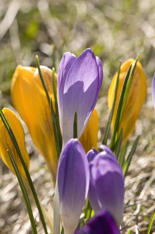 Yellow and purple crocuses stock image. Image of colorful - 11640369