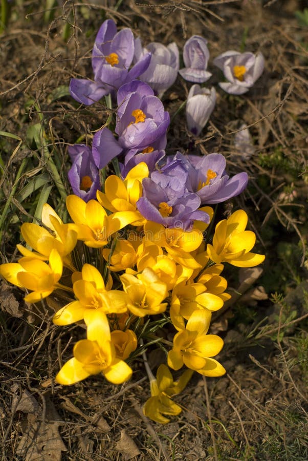 Beautiful Yellow and Purple Crocuses Stock Photo - Image of grass ...