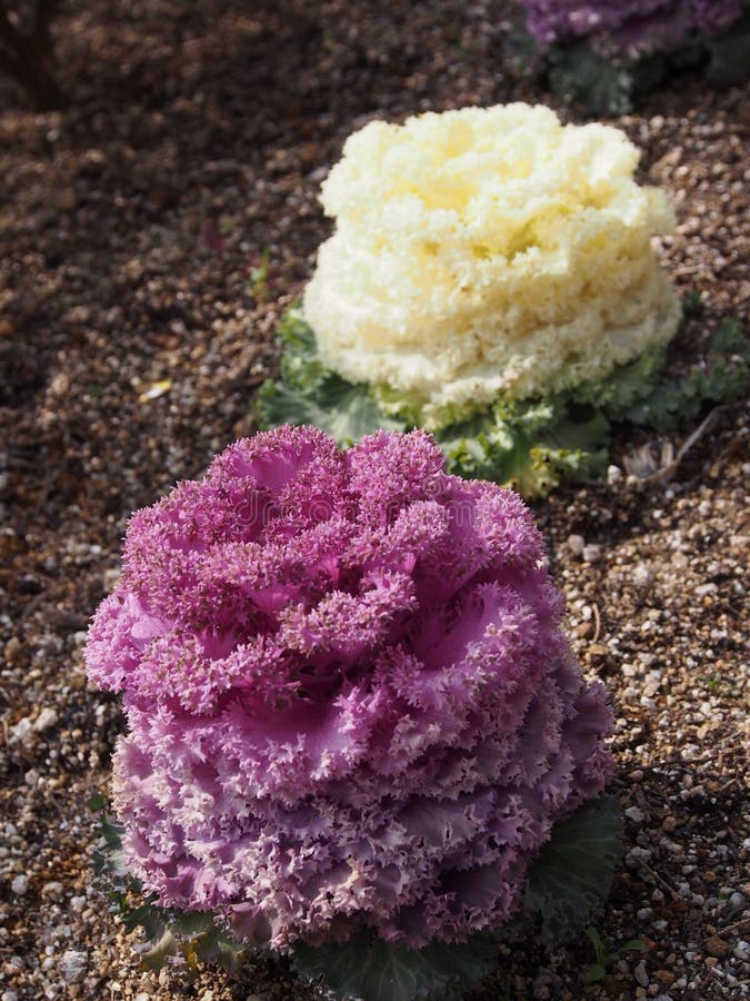 Yellow and Purple Ornamental Cabbage Stock Image - Image of frilly ...