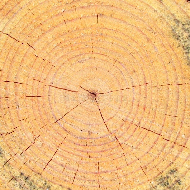 Yellow and Purple Tree Trunk Rings Close-up Stock Image - Image of ...