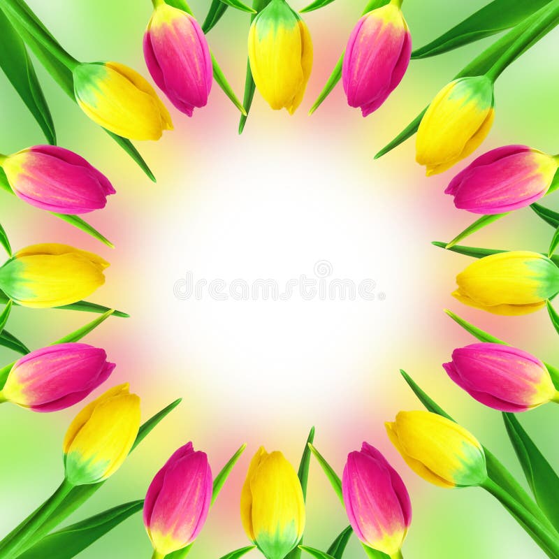 Tulips frame stock photo. Image of leaf, bouquet, shiny - 30107964
