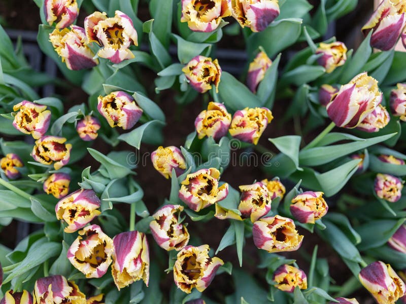 Yellow Purple Tulips Growing in the Ground with a Top View Stock Photo ...