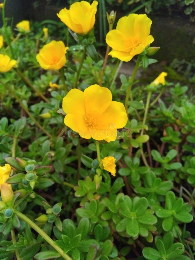 Yellow Purslane Flower & X28;Portulaca Oleracea& X29; Stock Photo ...