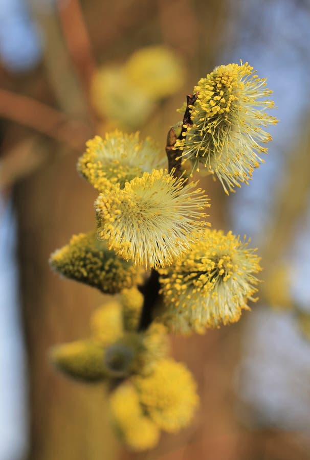 Yellow willows stock image. Image of shaggy, vegetation - 89367933